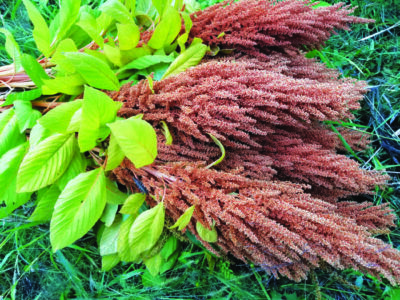 What Are Ancient Grains? – Mother Earth News